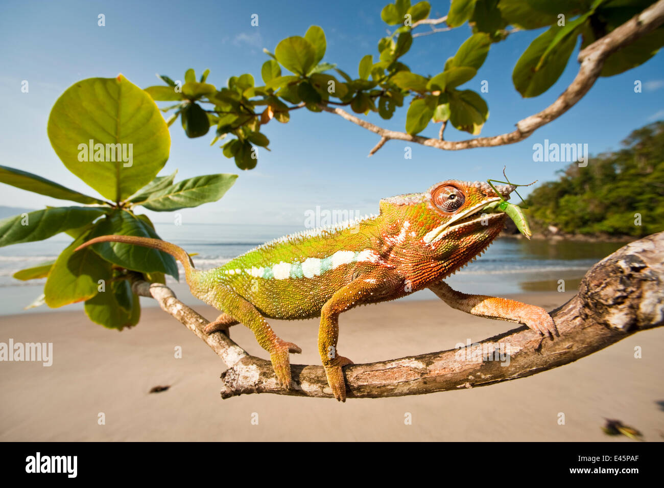 Male Panther Chameleon (Furcifer pardalis) feeding on Preying mantis in ...