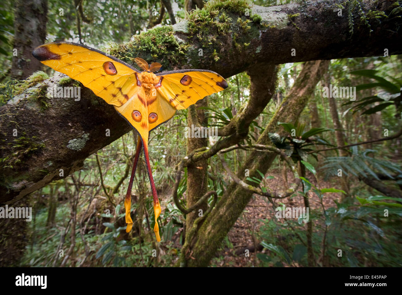 Male Comet / Madagascar moon moth (Argema mittrei) recently emerged ...