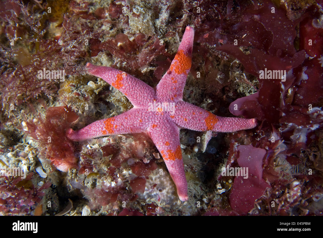 Bloody henry starfish hi-res stock photography and images - Alamy