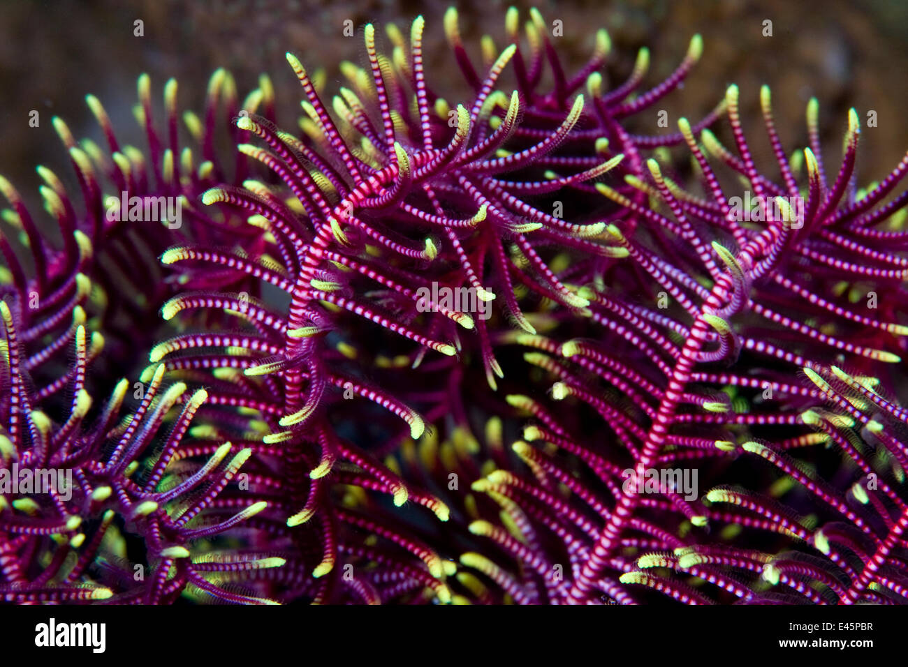 Colourful arms of Featherstar (Comanthina sp) Lembeh Straits, Sulawesi ...