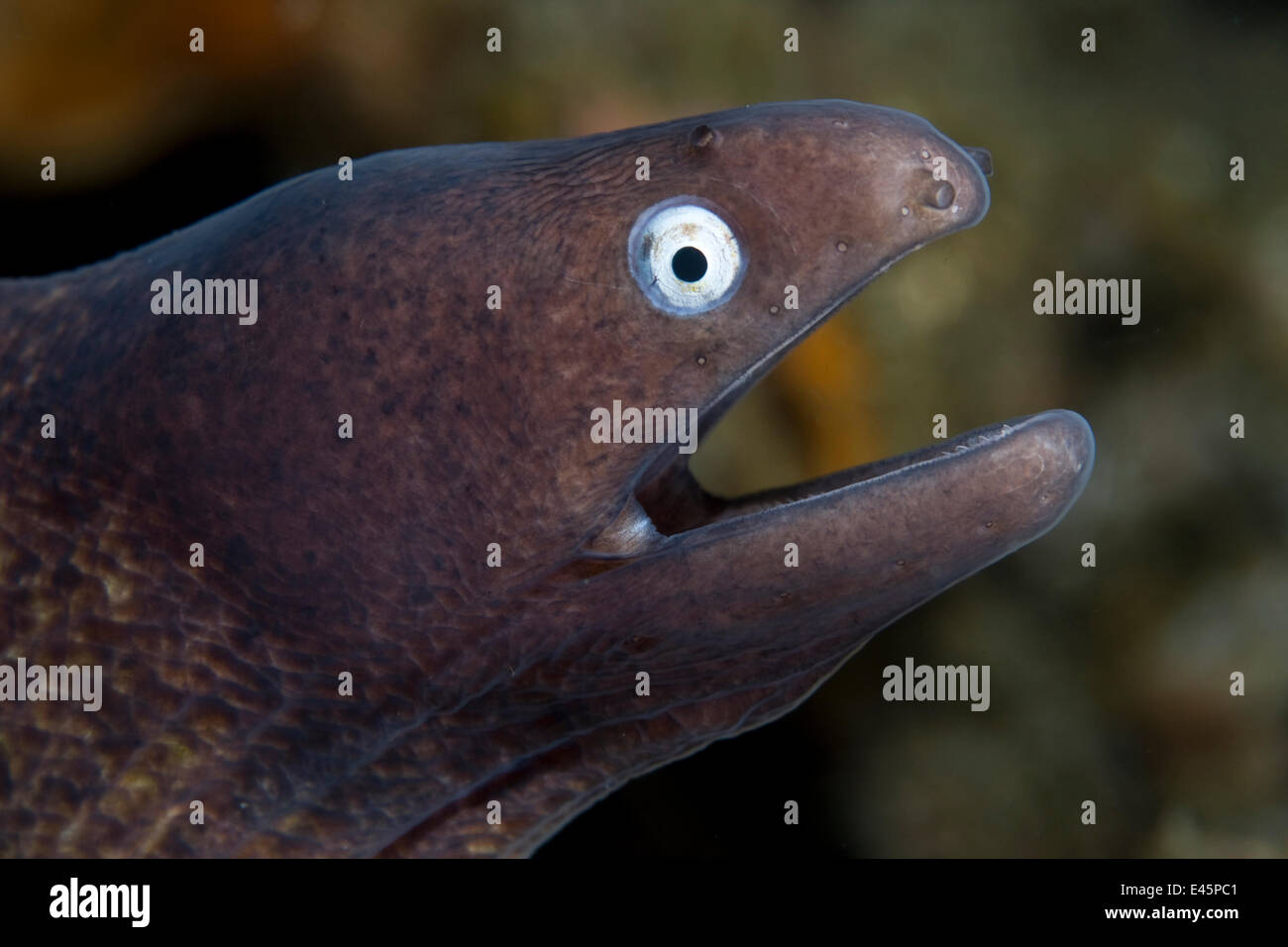 White-eyed / Grey faced moray eel (Siderea thyrsoidea) portrait, Lembeh ...