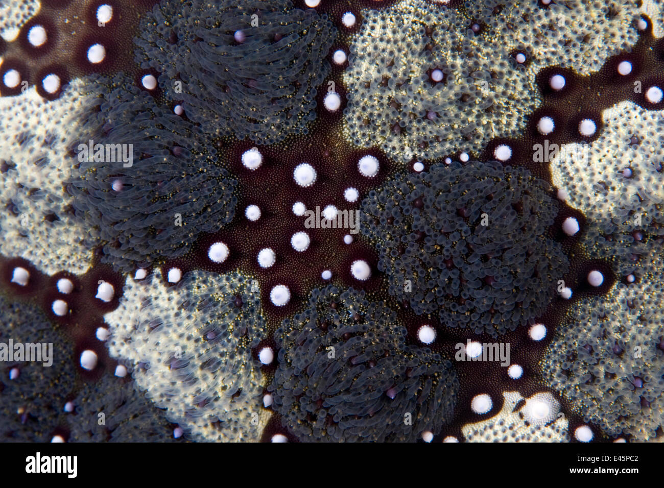 Close up of skin pattern on Cushion starfish (Culcita novaeguineae ...
