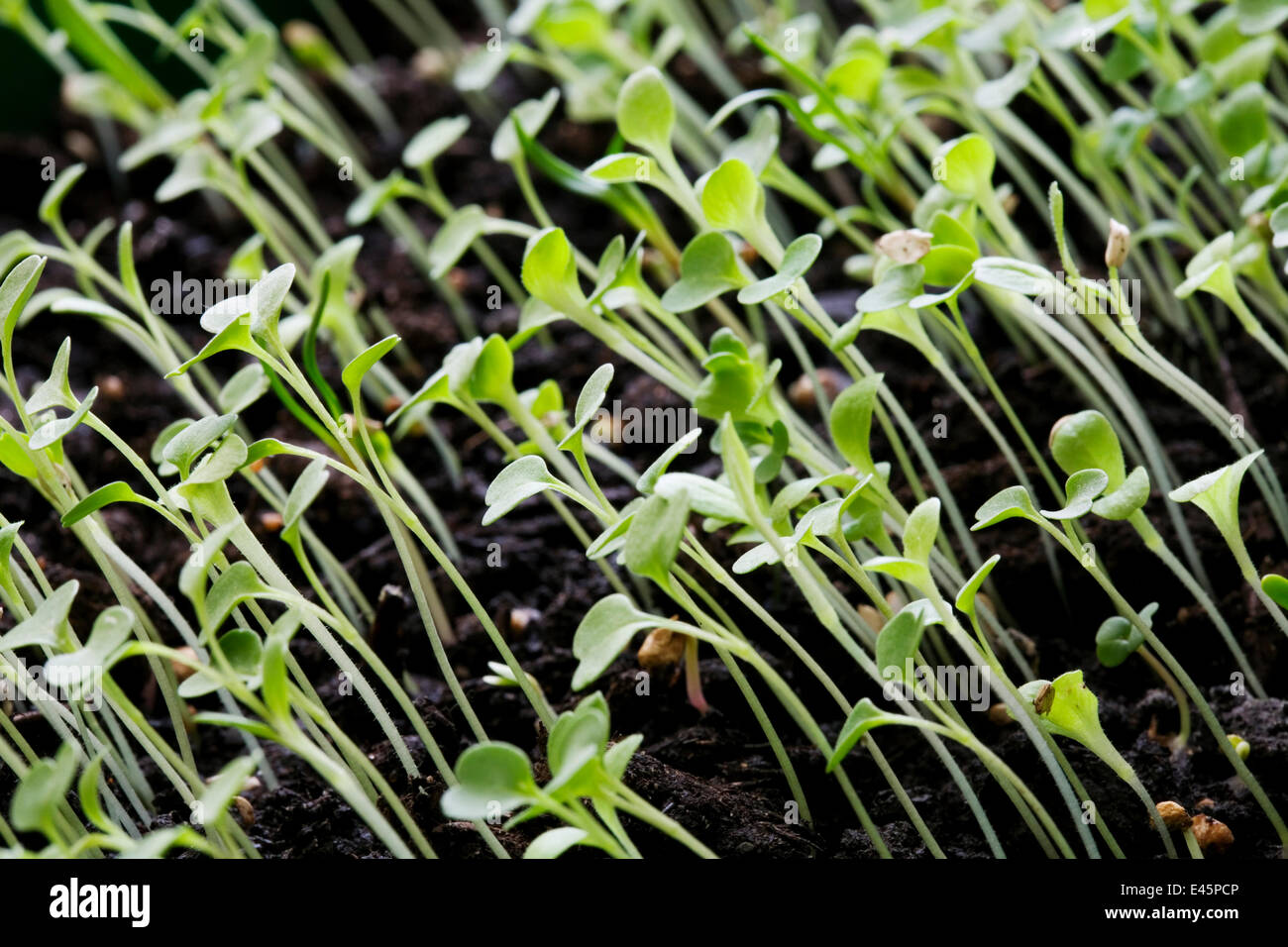 Phototropism