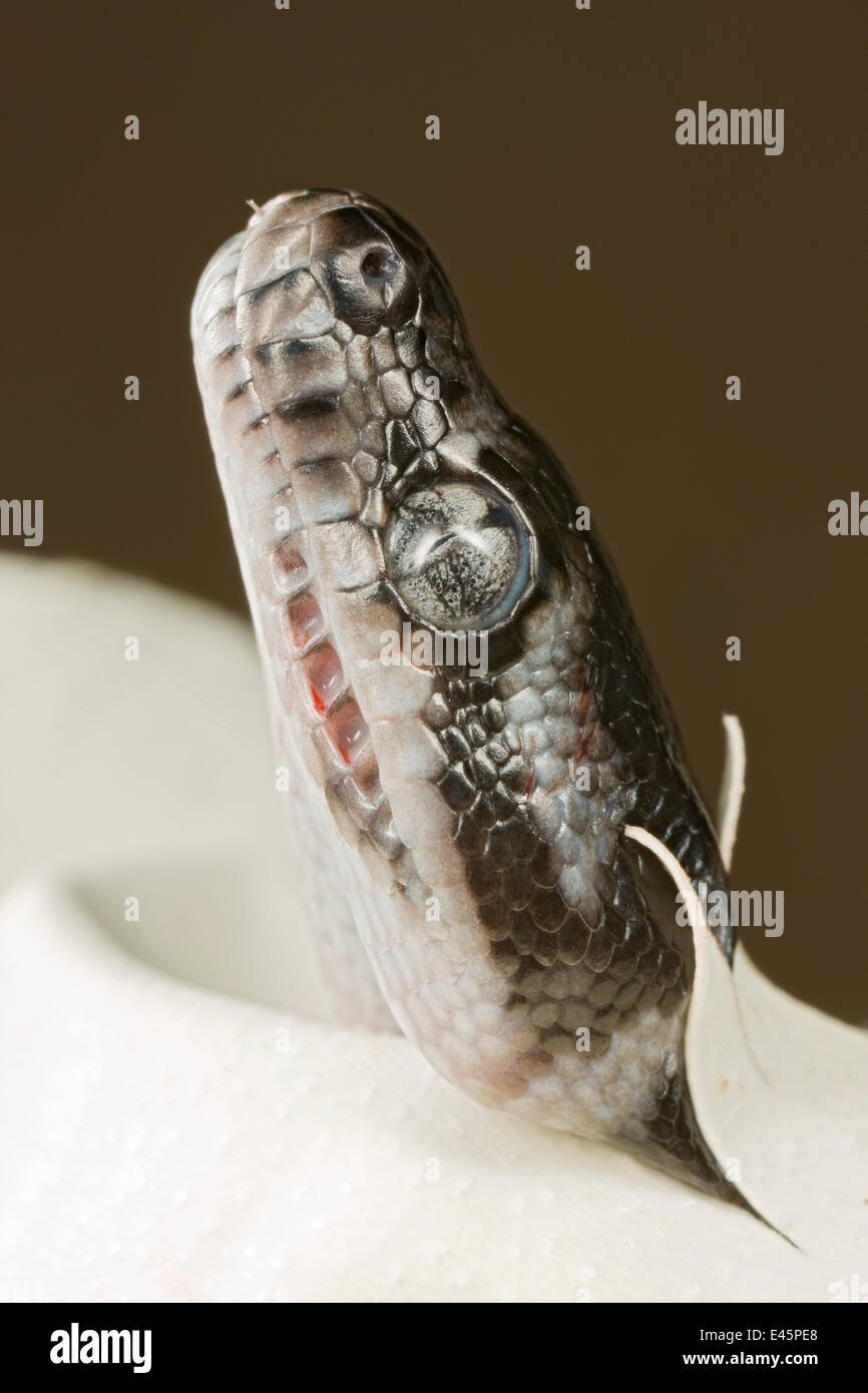 Morelia spilota variegata hi-res stock photography and images - Alamy