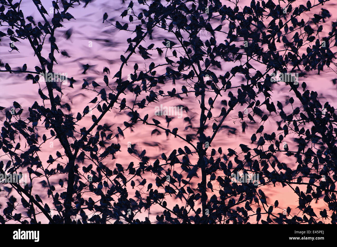 Flock of Brambling (Fringilla montifringilla) perched at roosting tree ...