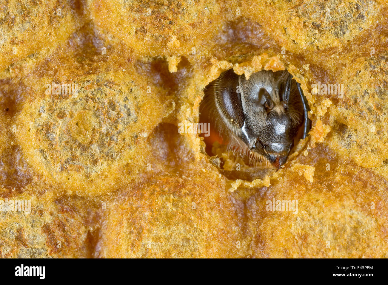 Honey Bee (Apis mellifera) opening brood cell before hatching, Germany ...