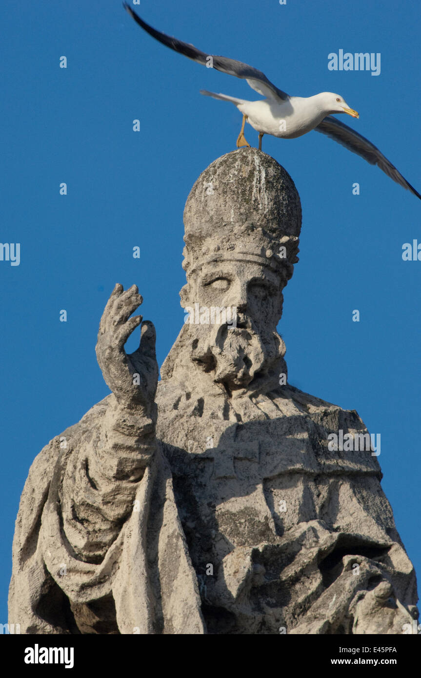 Herring gull (Larus argentatus) taking off from head of statue of St ...