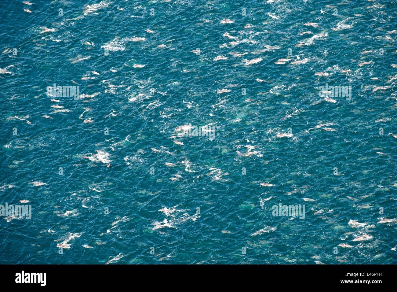 Aerial view of large group of Common dolphin (Delphinus delphis ...