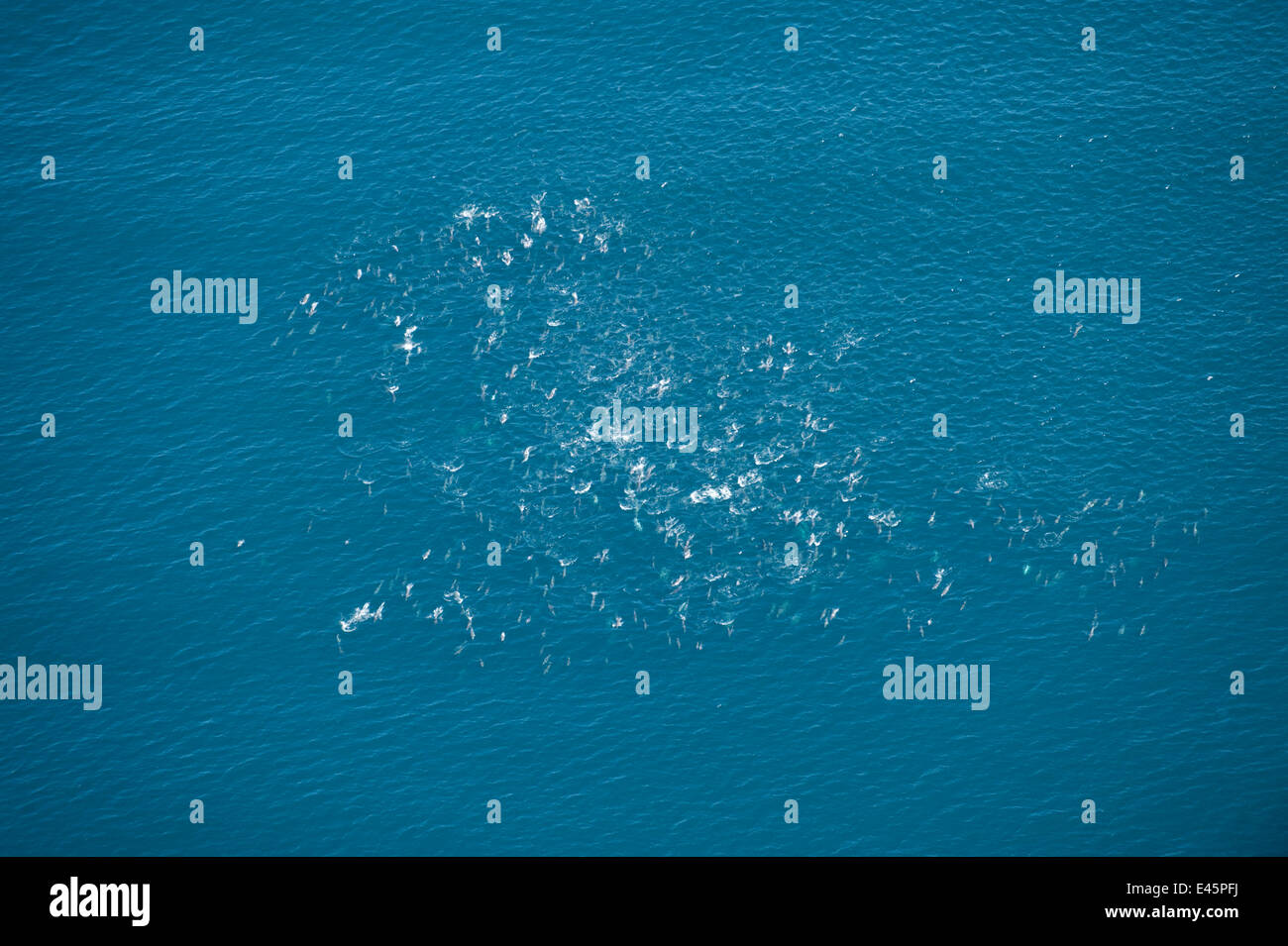 Dophin aerial hi-res stock photography and images - Alamy