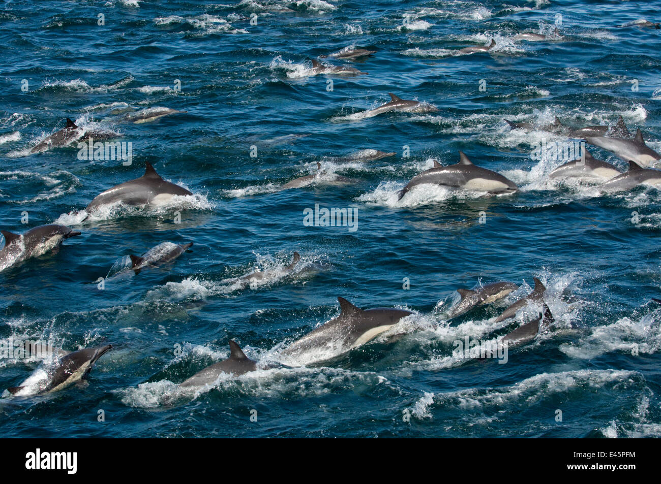 Large dolphin hi-res stock photography and images - Alamy