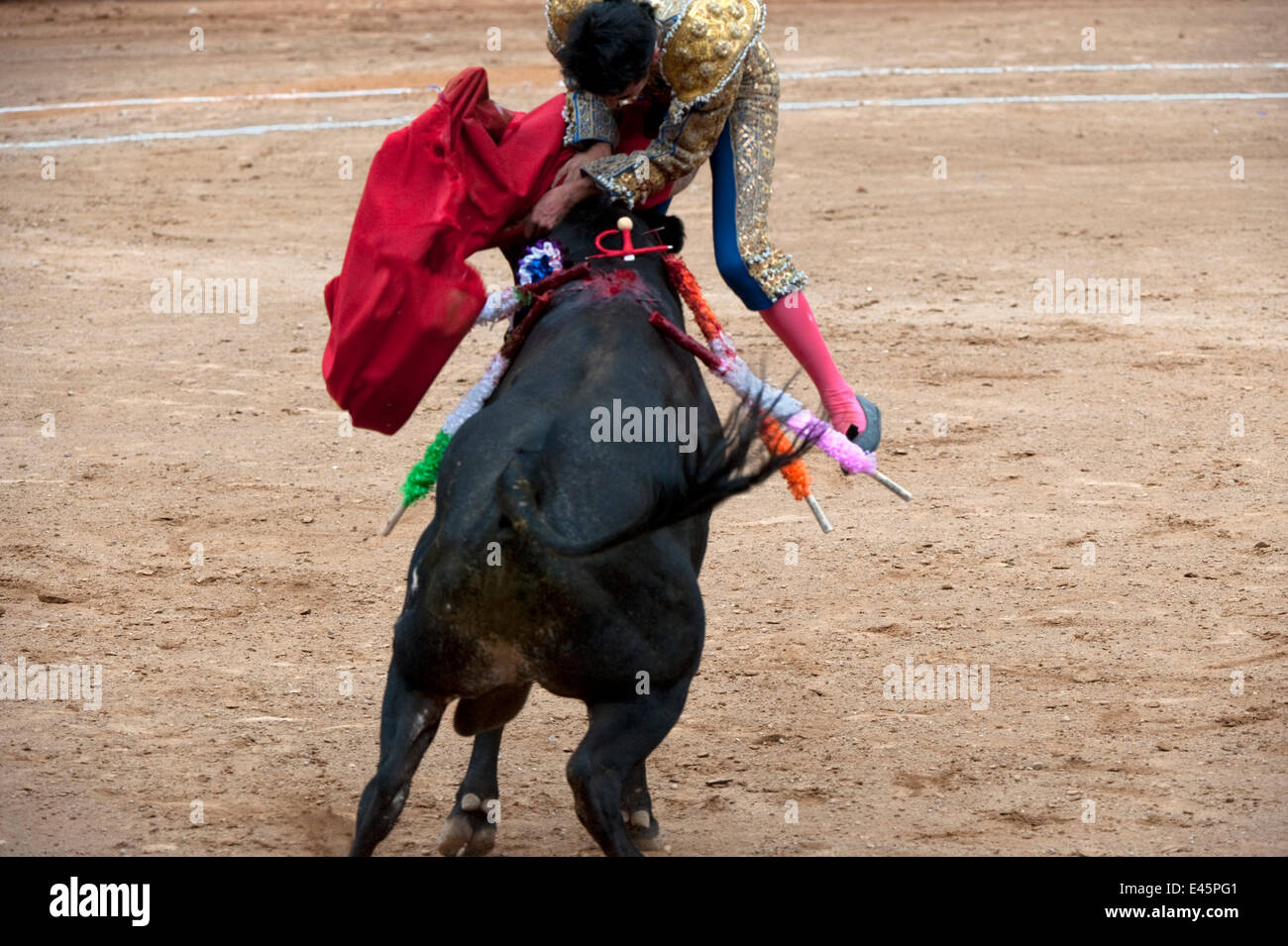 Matador in final stages of bullfight leaps over bull to pierce bull ...