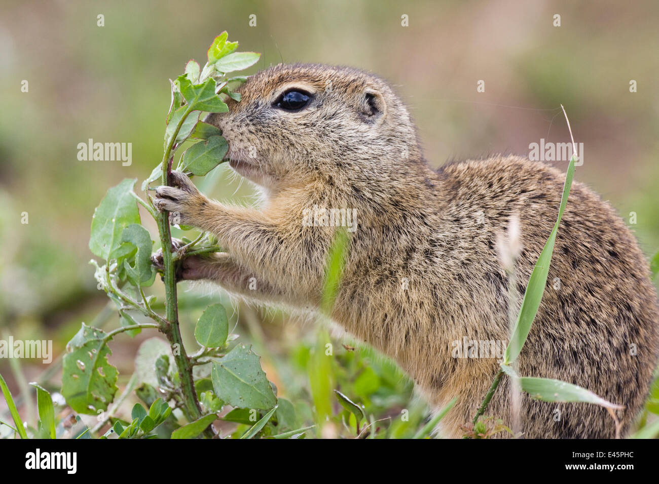 European suslik spermophilus citellus hi-res stock photography and ...