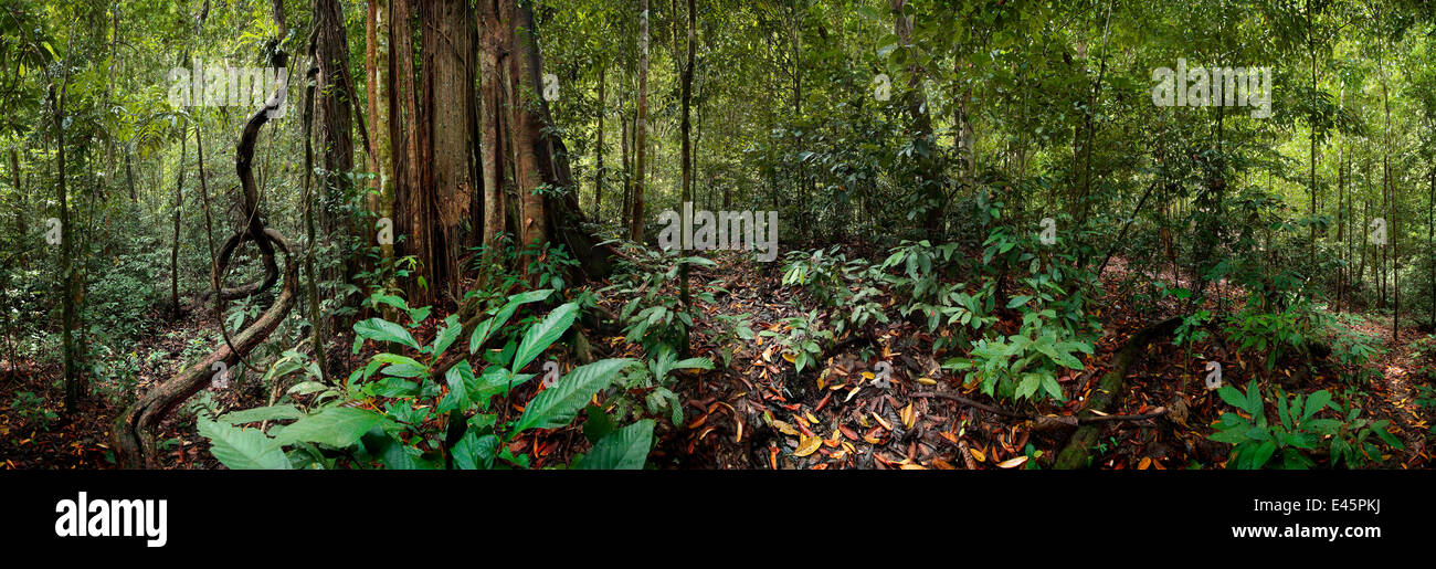 Strangler fig tree (Ficus sp) in Danham Valley, Sabah, Borneo ...