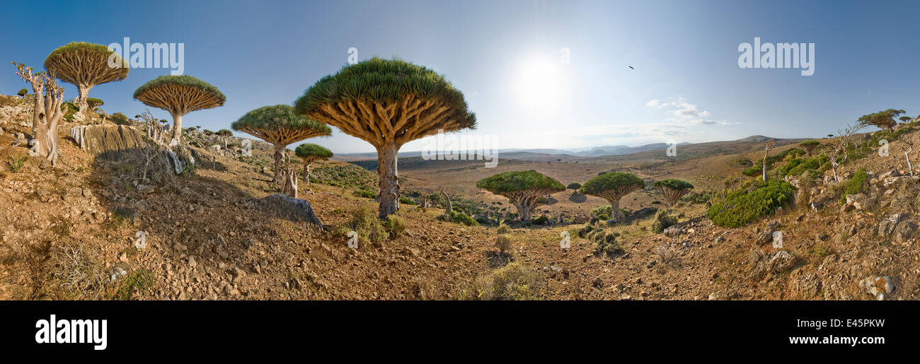 Dragons blood trees (Dracena cinnibaris) and Desert rose (Adenium ...