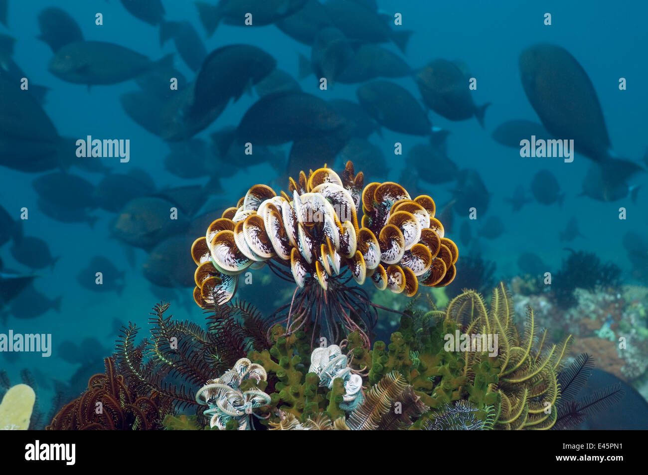 Featherstar (Crinoidea) on coral with shoal of Surgeonfish swimming in ...