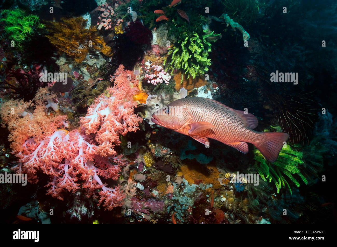Mangrove jack snapper hi-res stock photography and images - Alamy