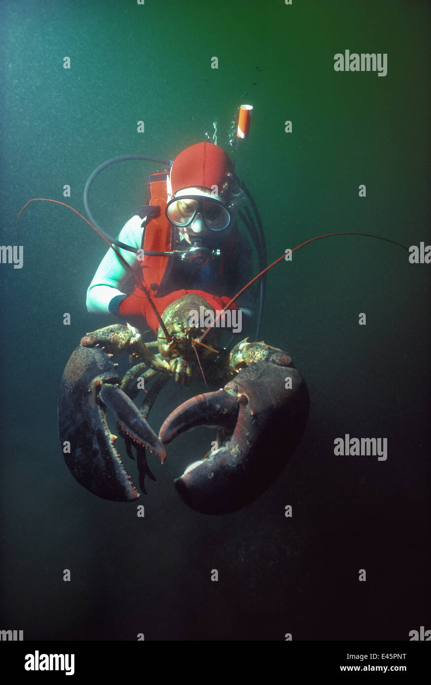 Homarus americanus underwater hi-res stock photography and images - Alamy