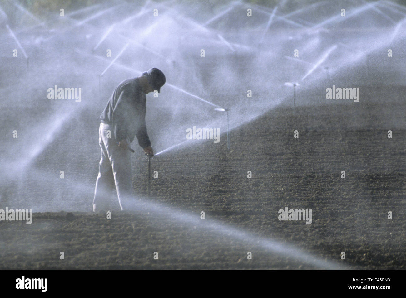 Sprinkler irrigation of a crop in California's Imperial Valley, using ...