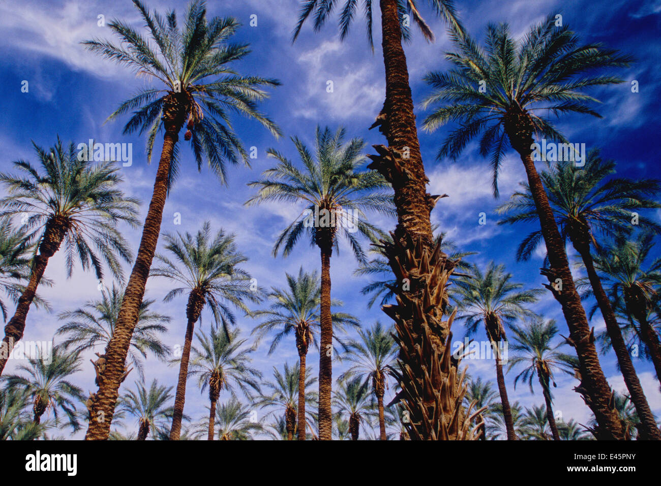 A Date palm (Phoenix dactylifera) plantation in the Coachella Valley ...