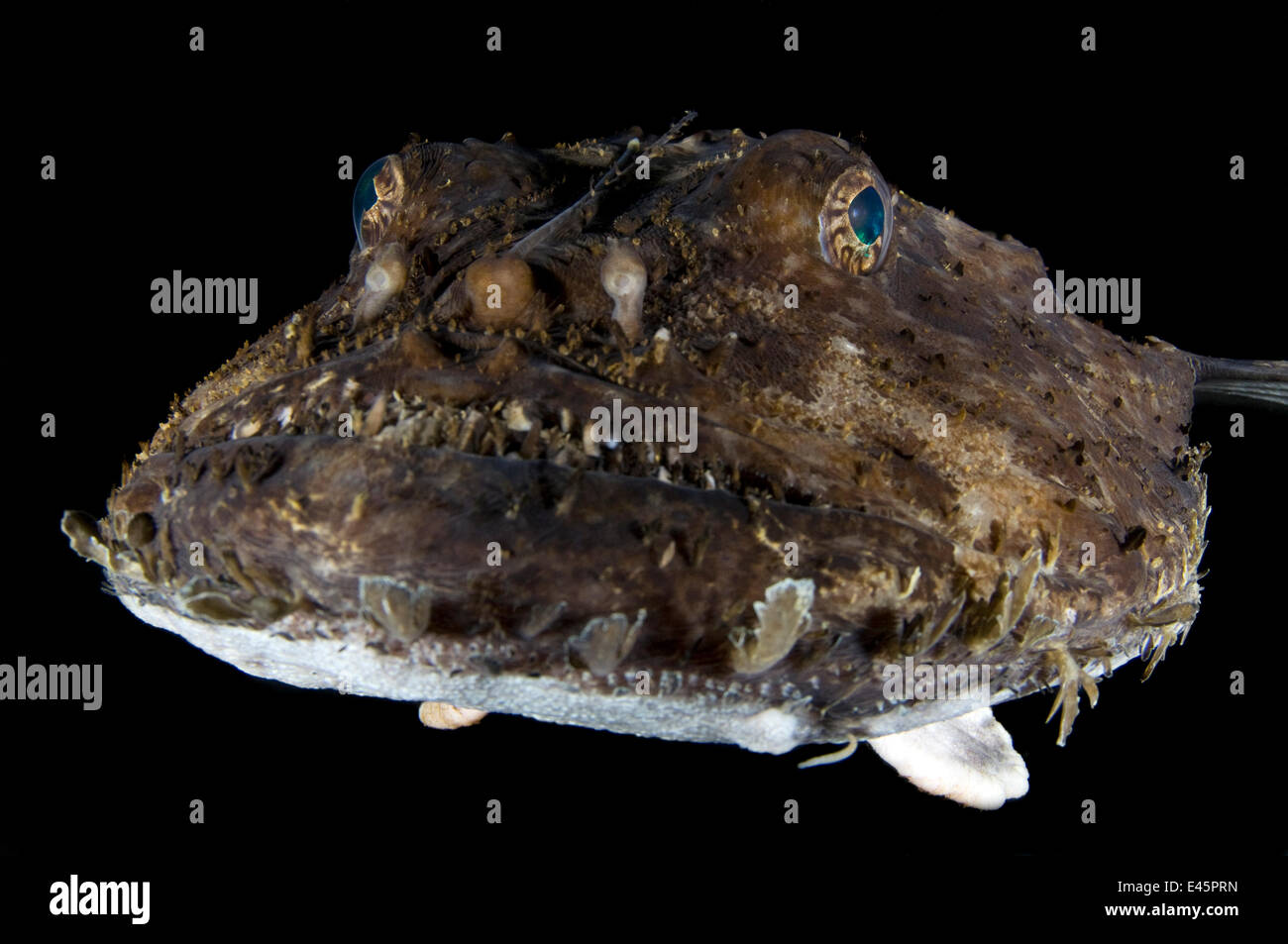 Monkfish / Anglerfish (Lophius piscatorius) portrait, Saltstraumen ...