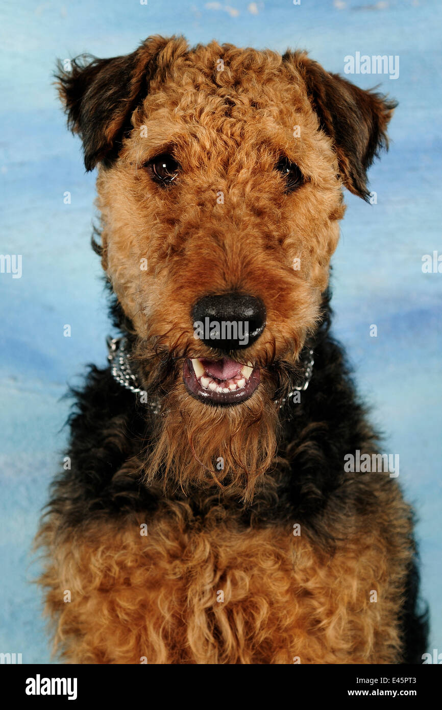 Airdale terrier head portrait, sitting and panting Stock Photo - Alamy