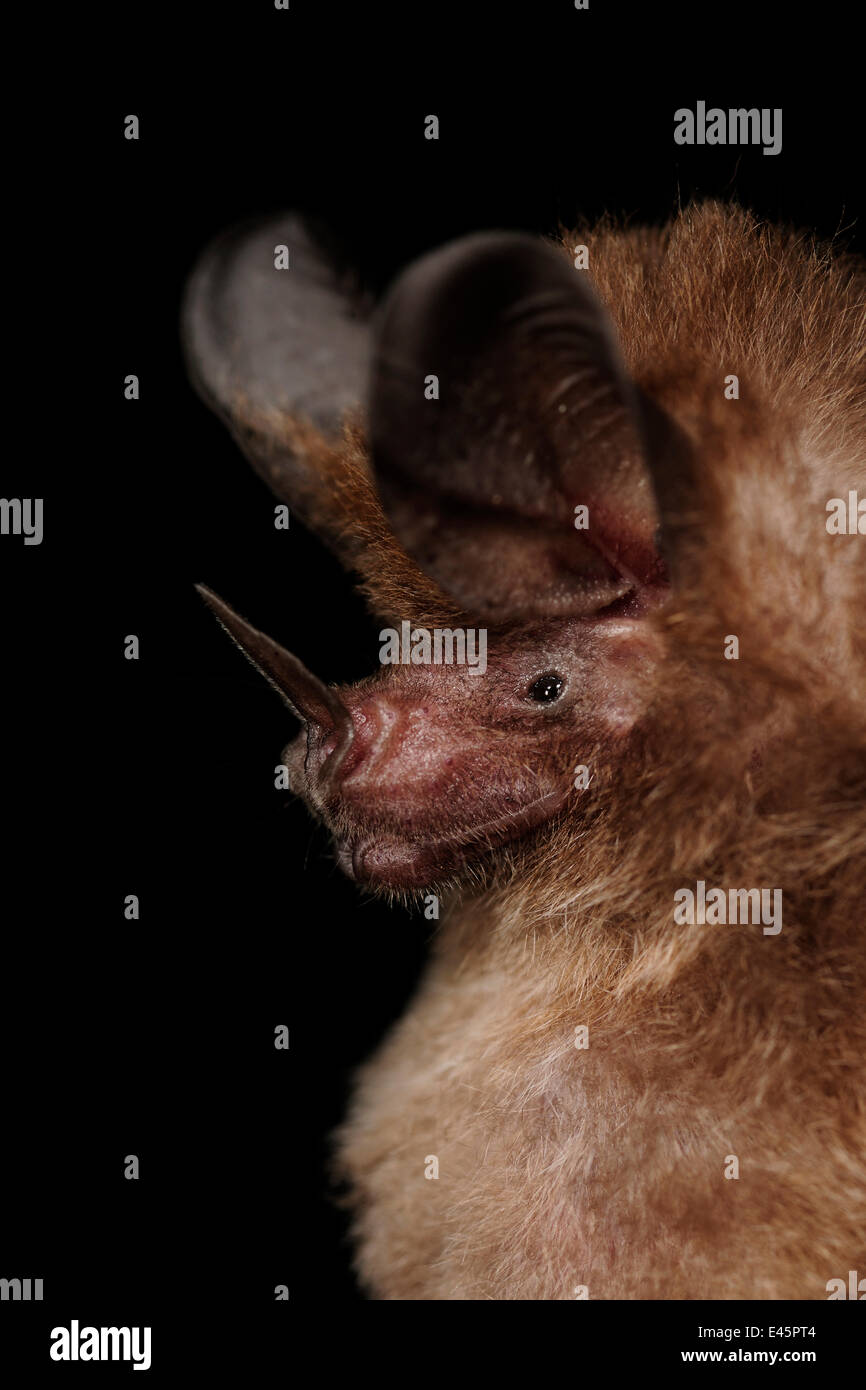 Common big-eared / Leaf nosed bat (Micronycteris microtis) head ...