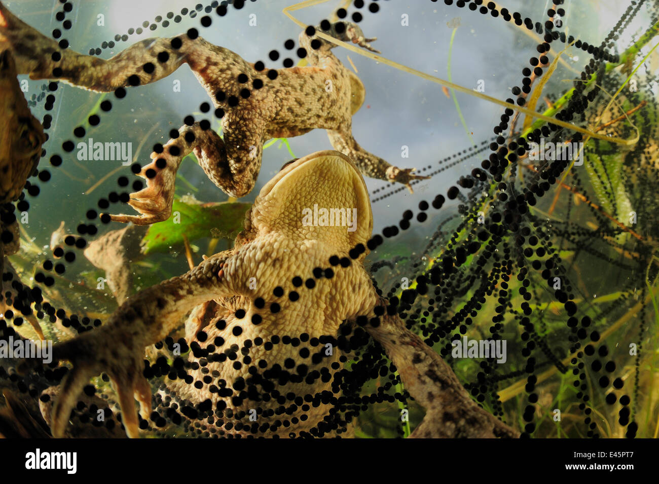 Pair of Common european toads (Bufo bufo) with strings of toadspawn, in pond, Germany Stock ...
