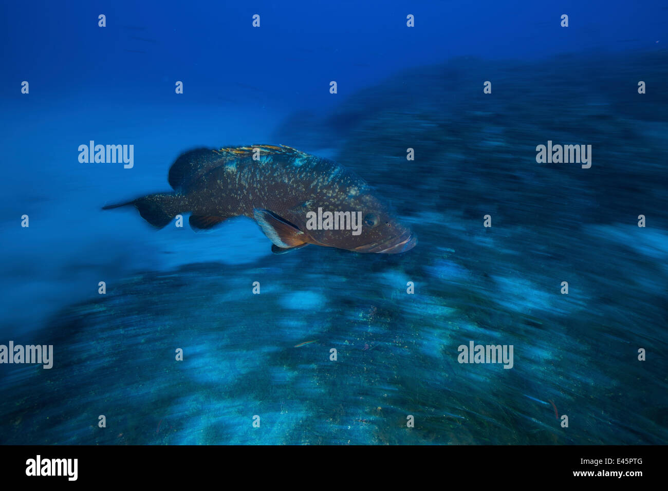 Dusky grouper (Epinephelus marginatus) in motion off the coast of ...