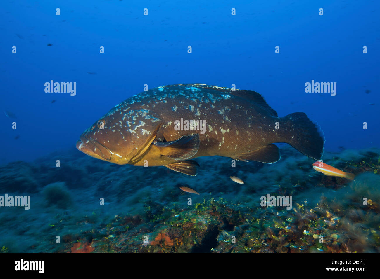 Dusky grouper (Epinephelus marginatus) off the coast of Capraia ...