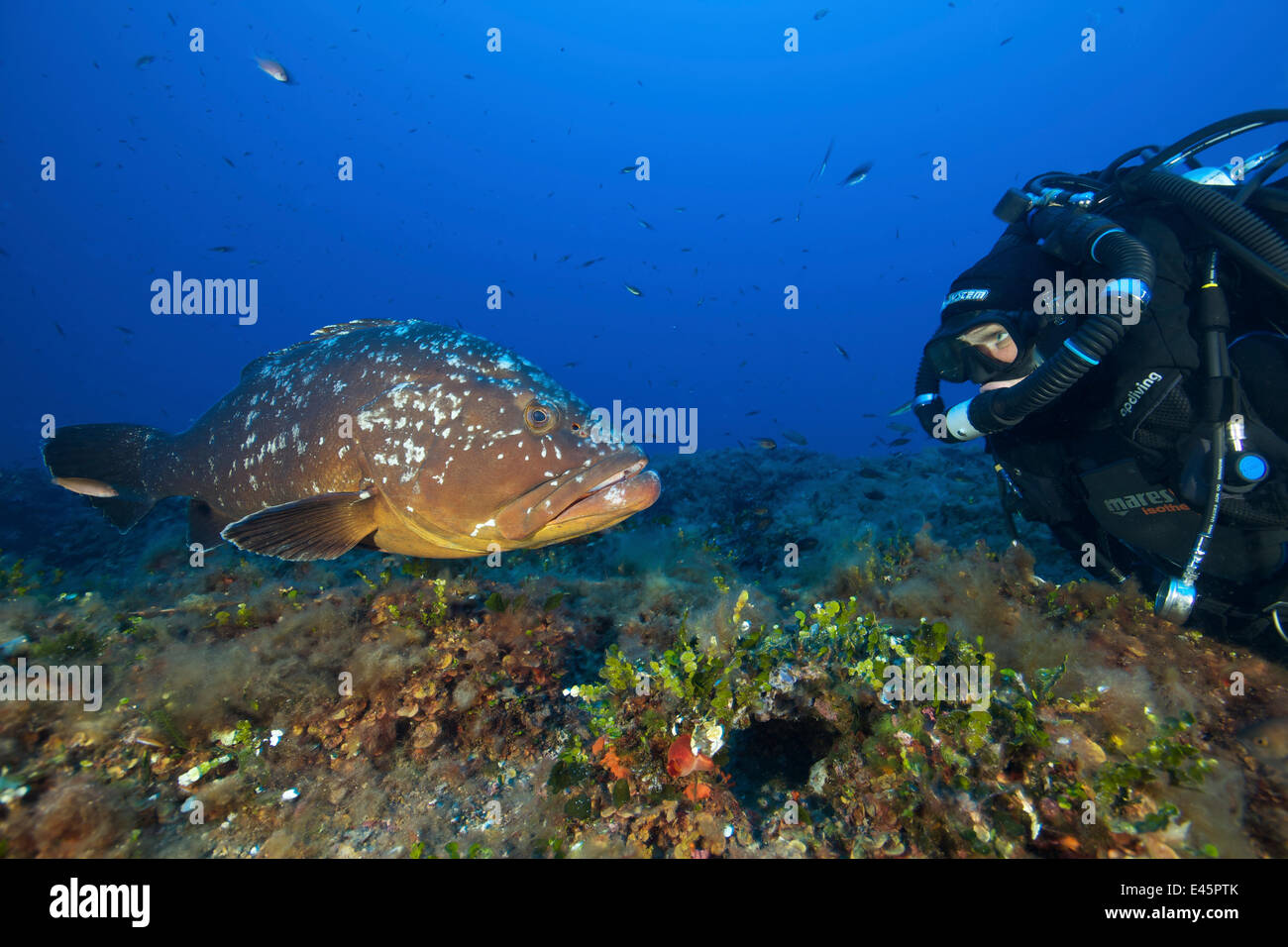 Dusky grouper (Epinephelus marginatus) staring at diver off the coast ...