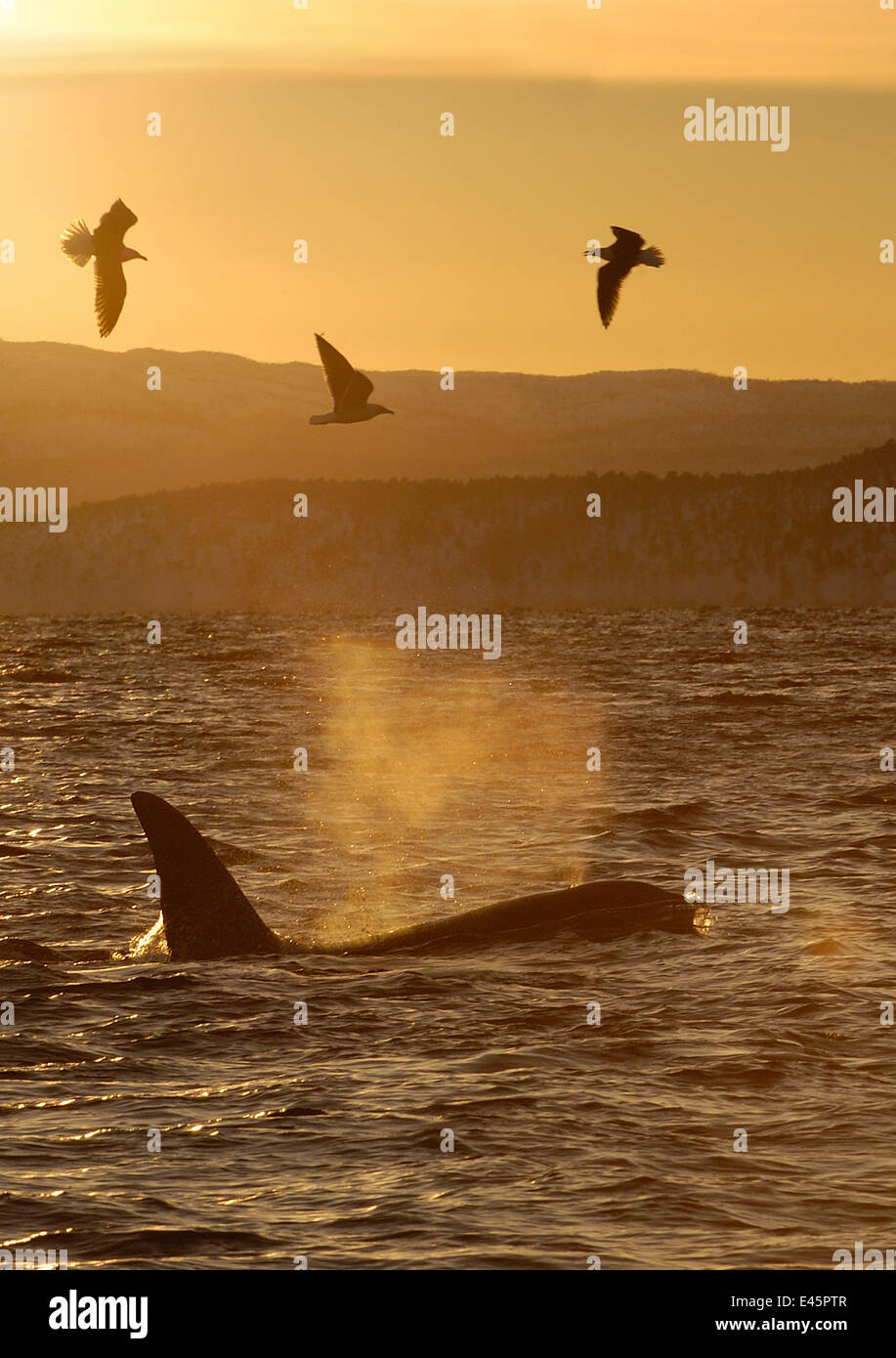 Killer whale / Orca (Orcinus orca) surfacing with three seabirds flying ...