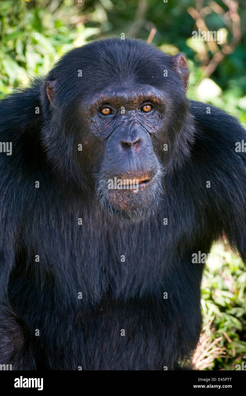 Chimpanzee (Pan troglodytes) portrait, Captive, rescued as an orphan ...