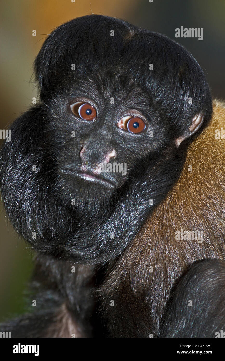 Red backed bearded saki hi-res stock photography and images - Alamy