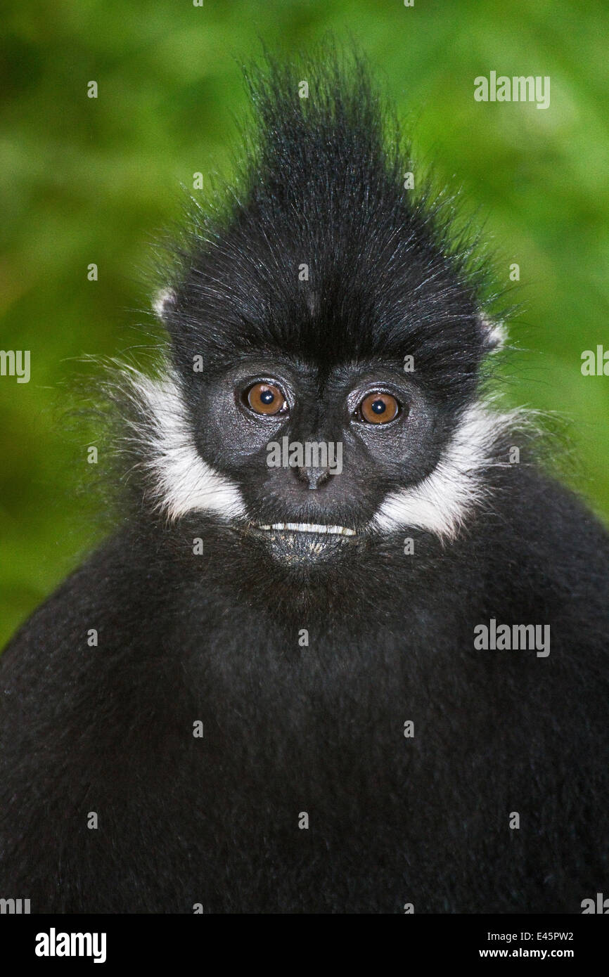Francois' Langur (Trachypithecus francoisi) captive, from Vietnam, Laos ...
