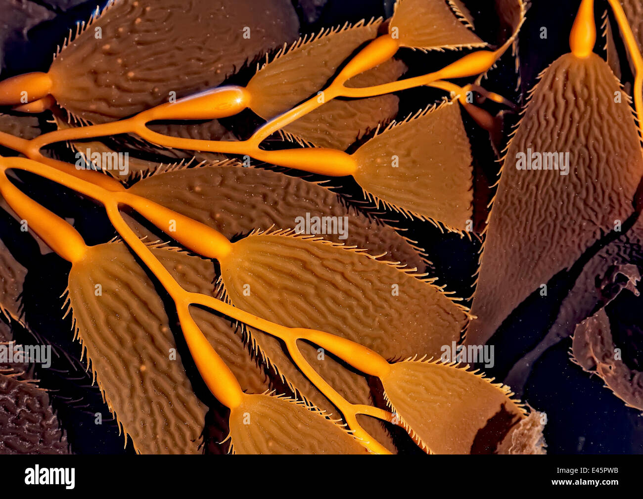 Kelp floating on water at the edge of the Great Bear Rainforest ...
