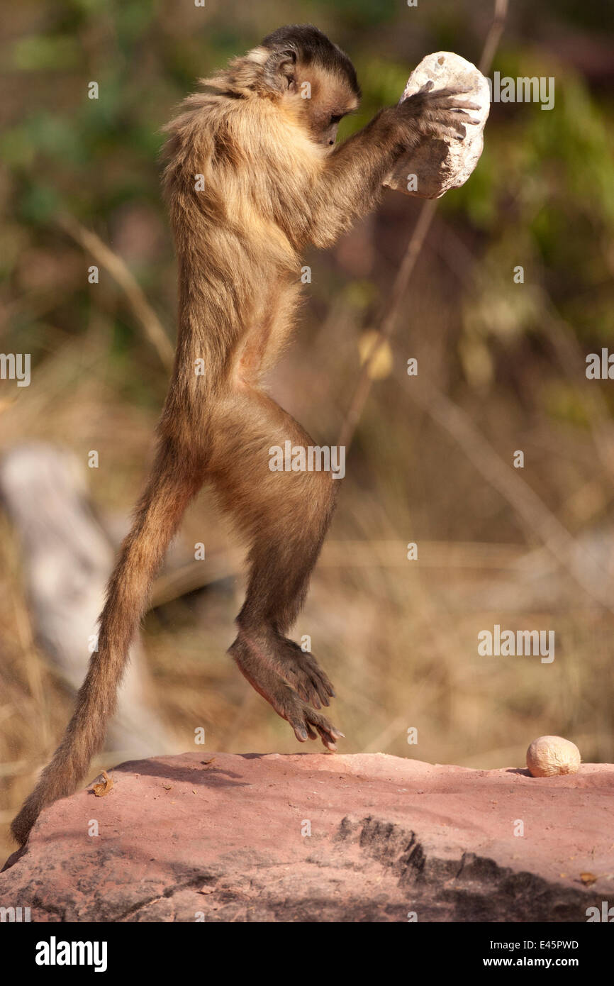 Brown Capuchin (Cebus apella) using rocks to crack nuts, Piaui, Brazil ...