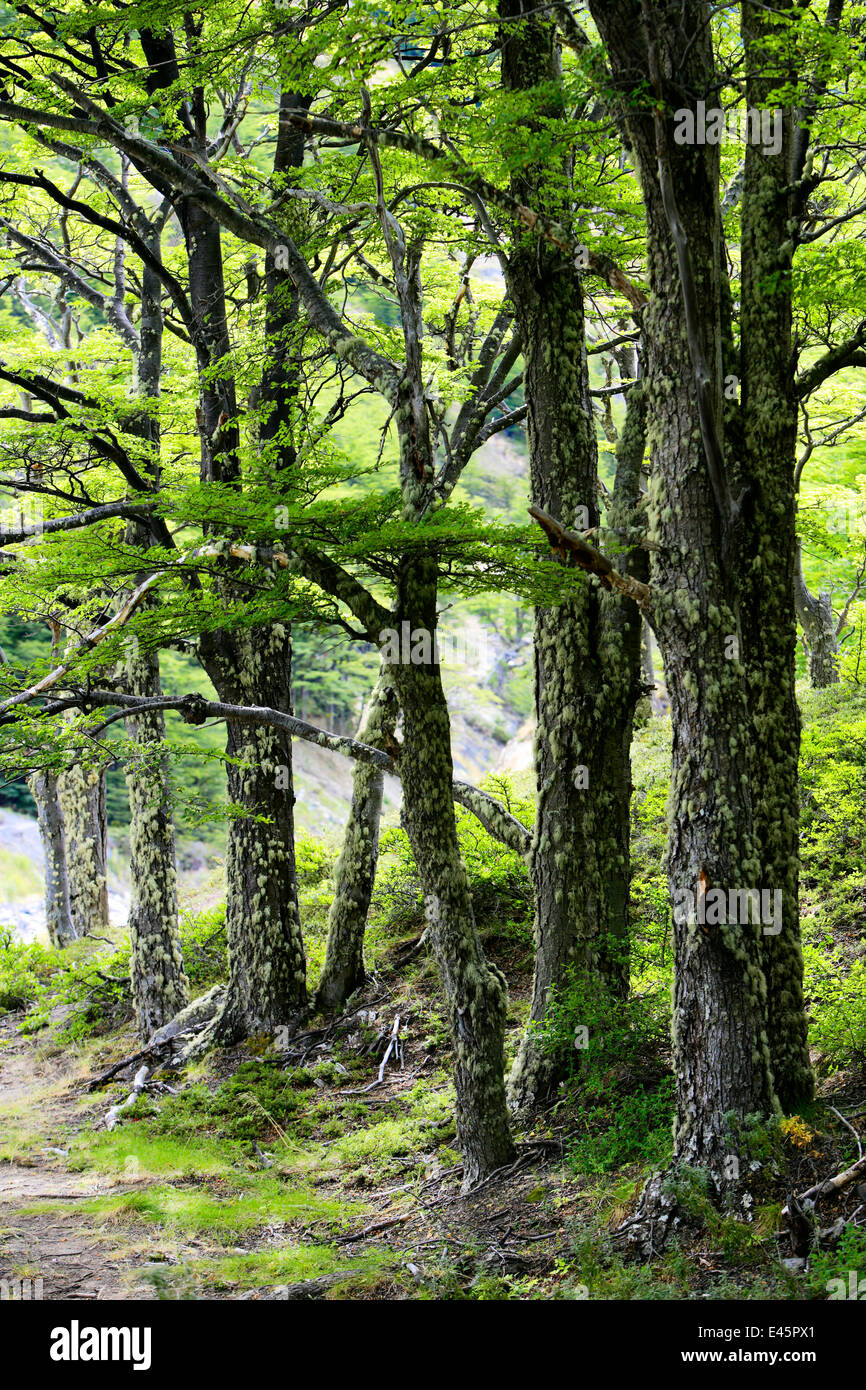 Lenga forest (Nothofagus pumilio) in Ascensio river valley on the W ...