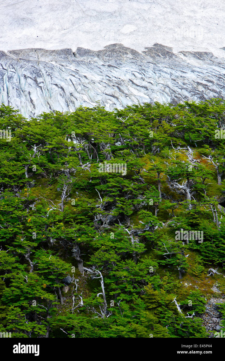 Lenga forest nothofagus pumilio hi-res stock photography and images - Alamy