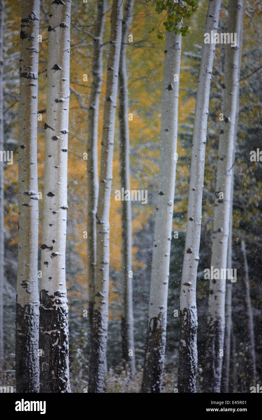 Aspen populus tremula forest hi-res stock photography and images - Alamy
