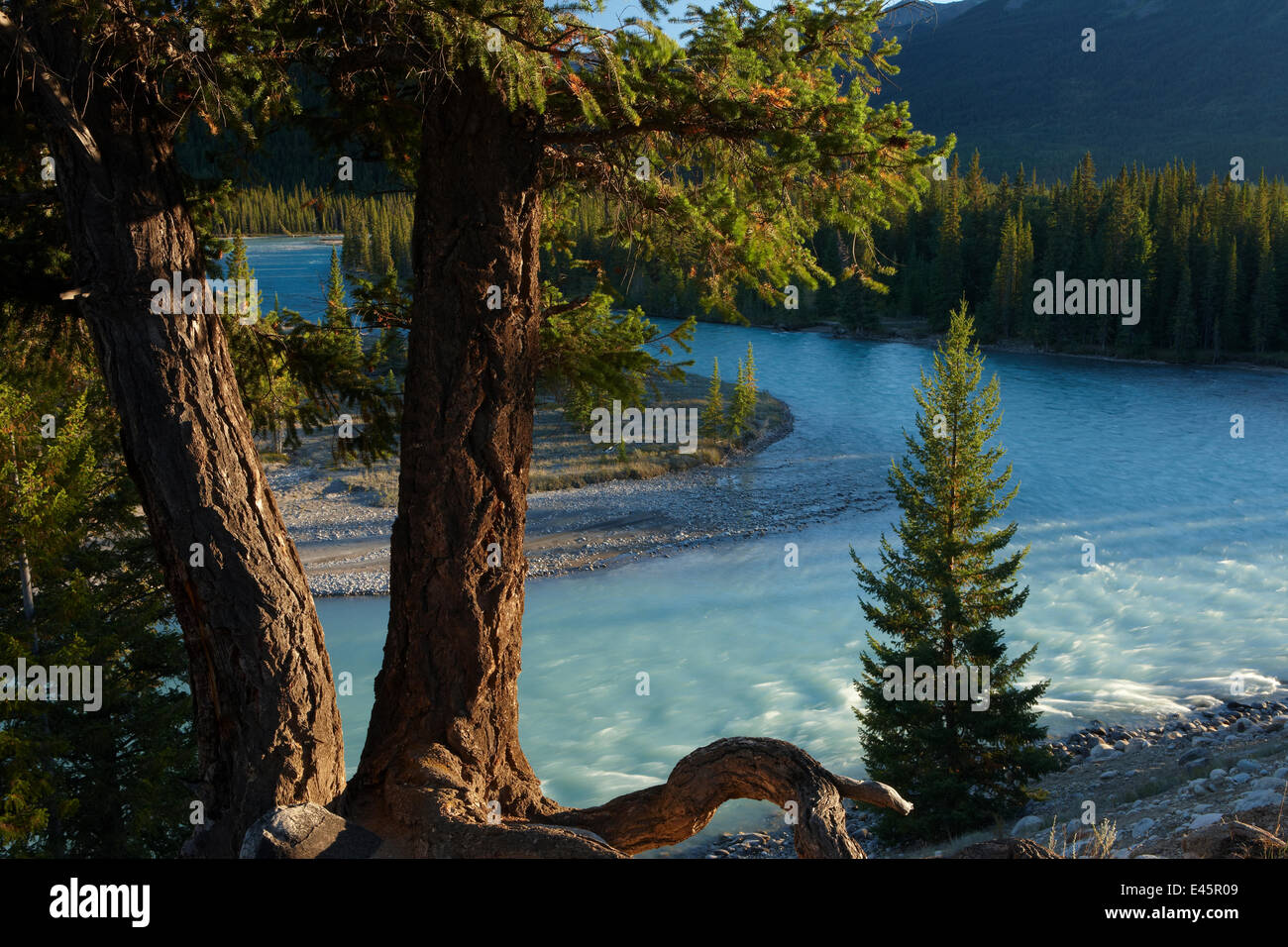 Pine trees by the Athabasca River near Jasper, Jasper National Park ...