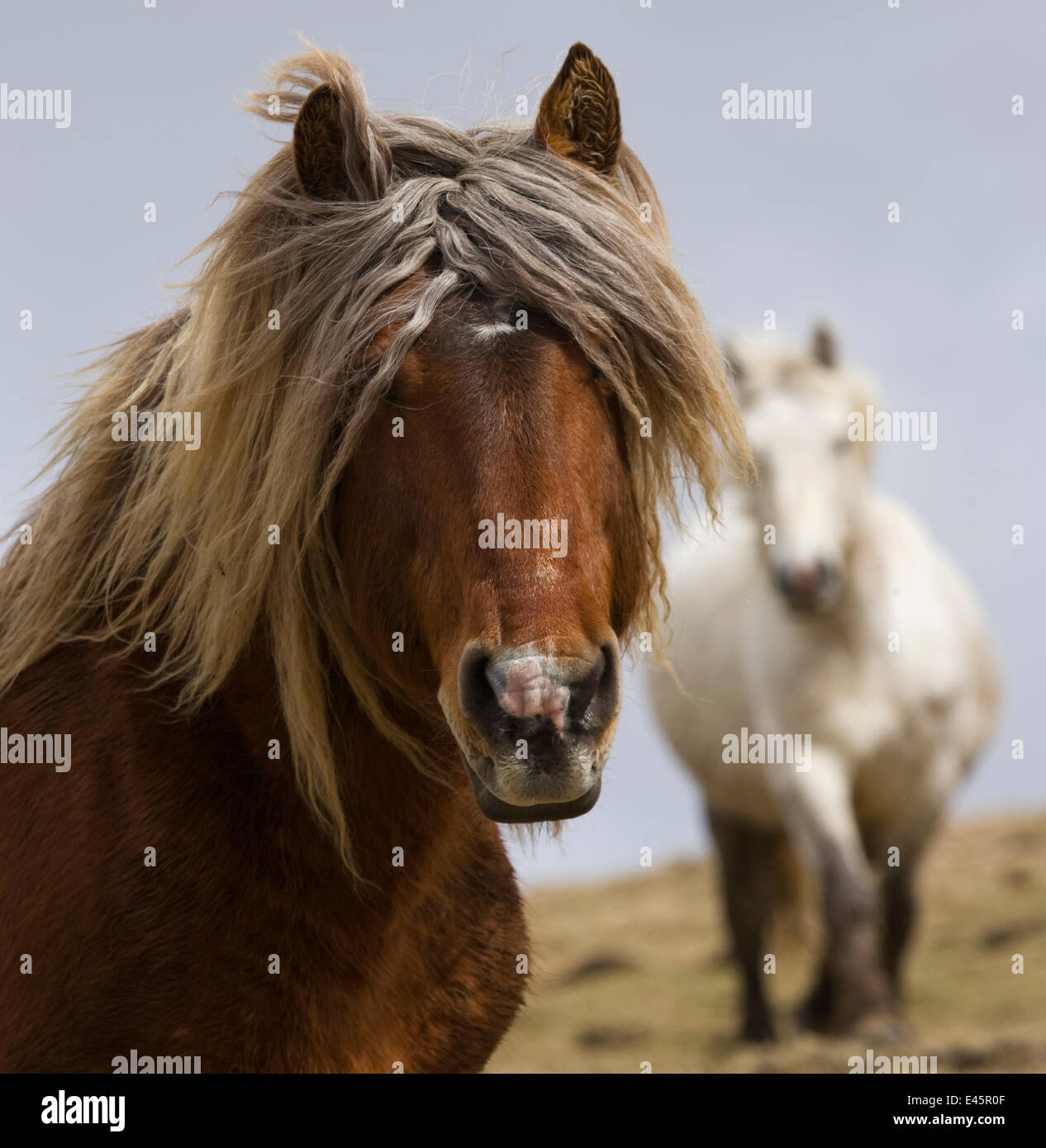 Classic pony hi-res stock photography and images - Alamy