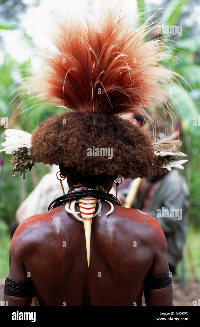Rear view of tradional feather headdress and jewellery of Huli wigman ...