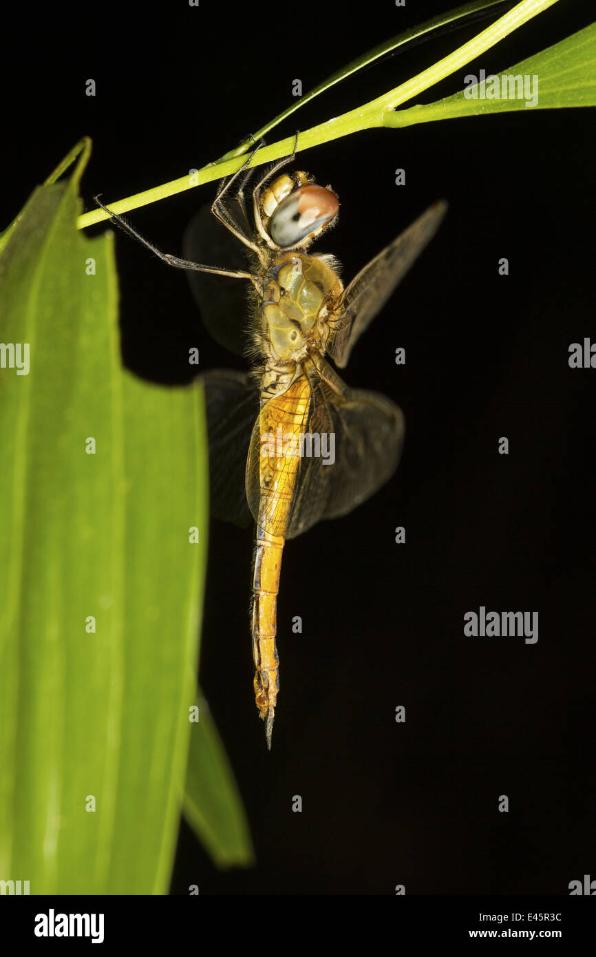Dragonfly resting at night on twig, Neyyar Wildlife Sanctuary, Kerala ...
