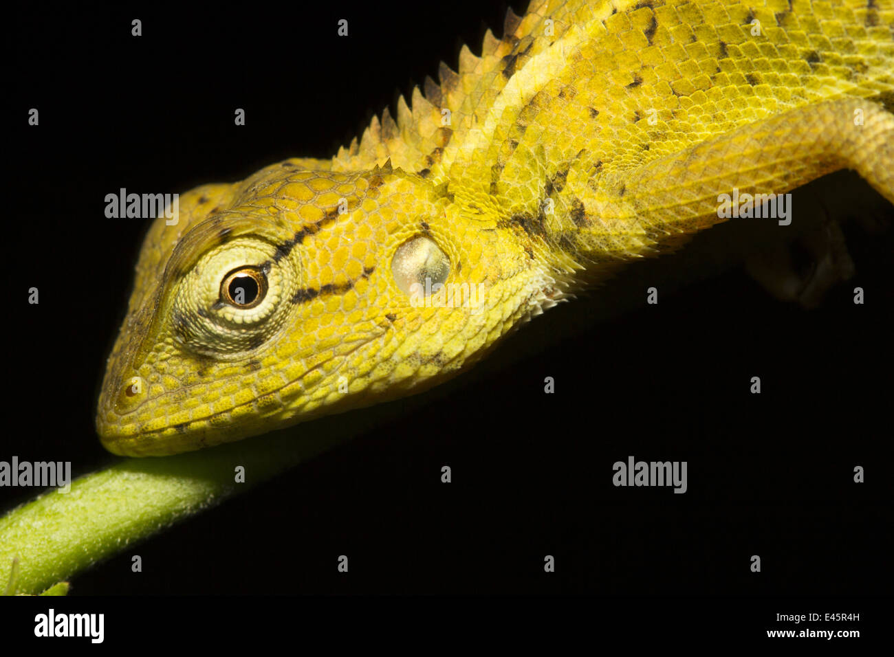 COMMON GARDEN LIZARD, Calotes versicolor, Common, Aarey Milk Colony ...