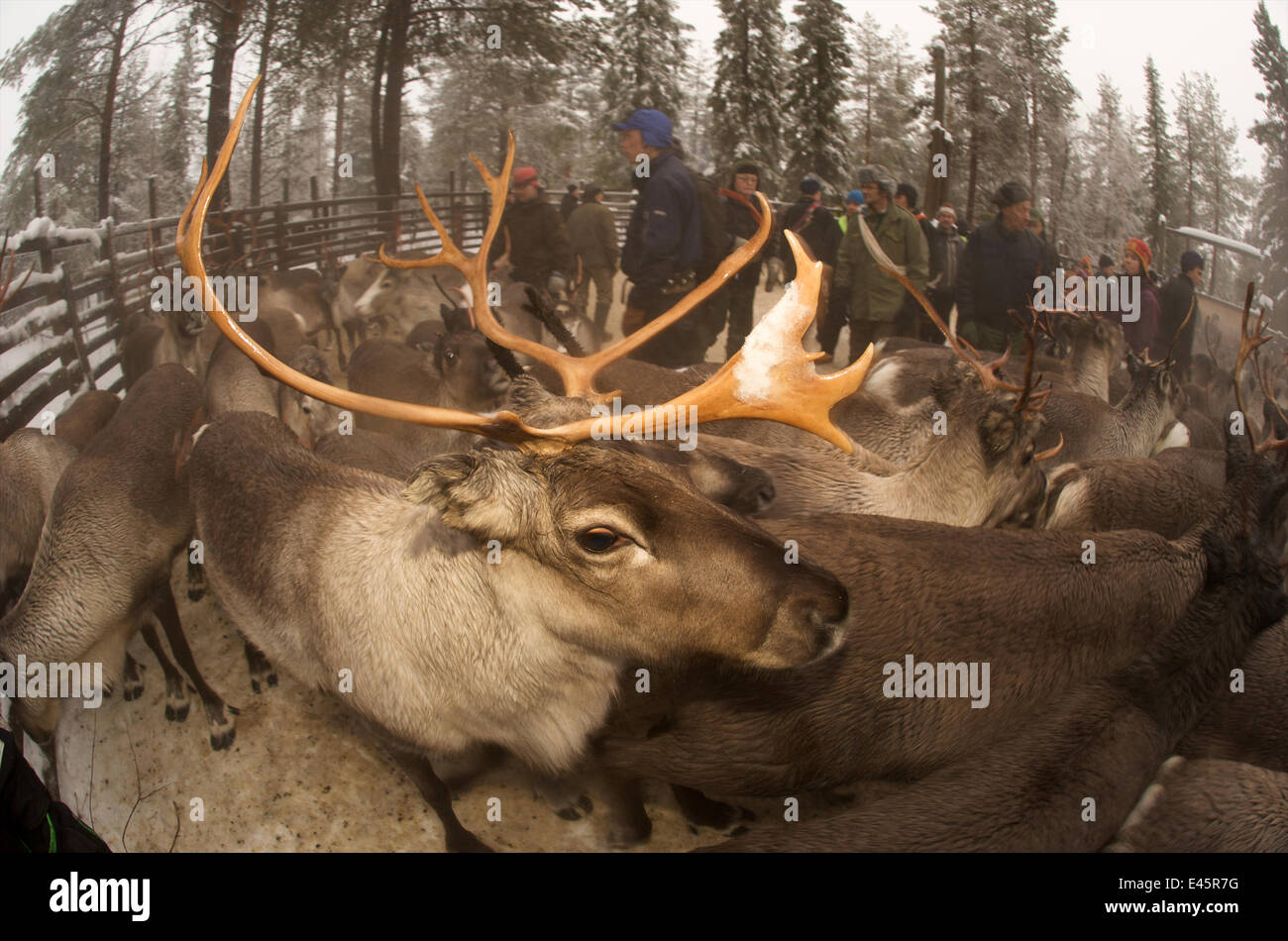 Reindeer (Rangifer tarandus) in enclosure, Lapland, Sweden, November ...