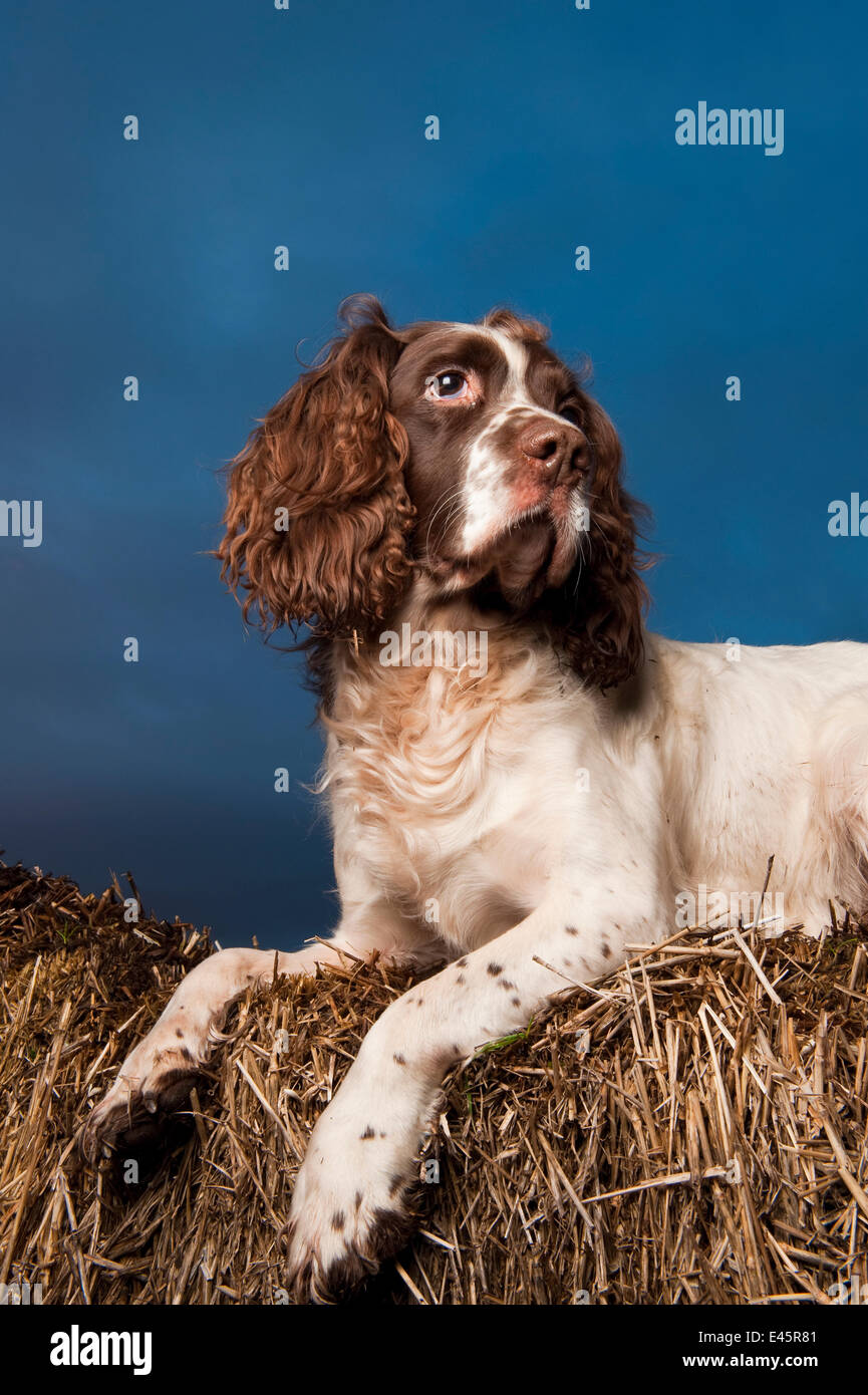 British springer spaniel hi-res stock photography and images - Alamy