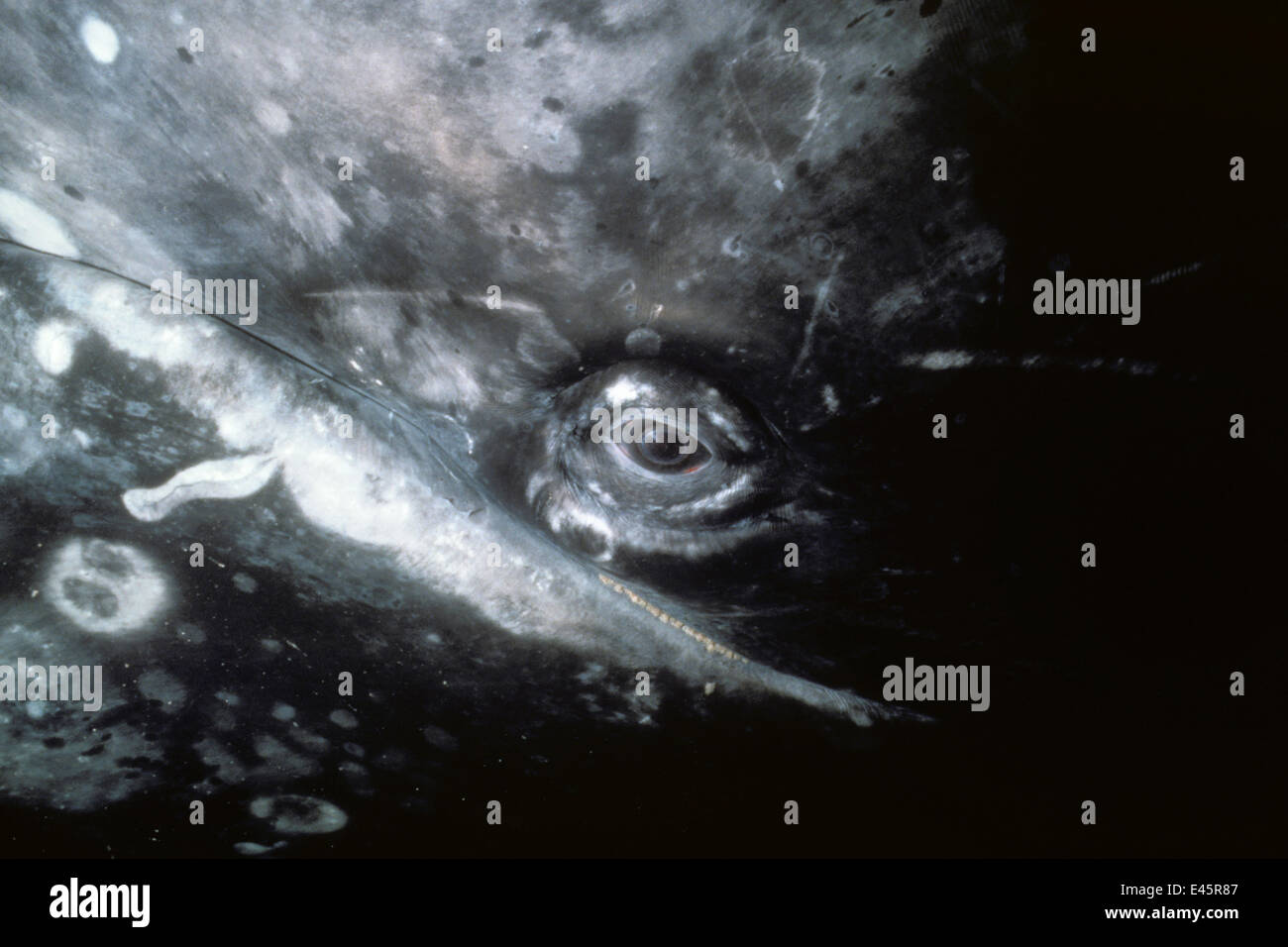 Whale eye close up hi-res stock photography and images - Alamy