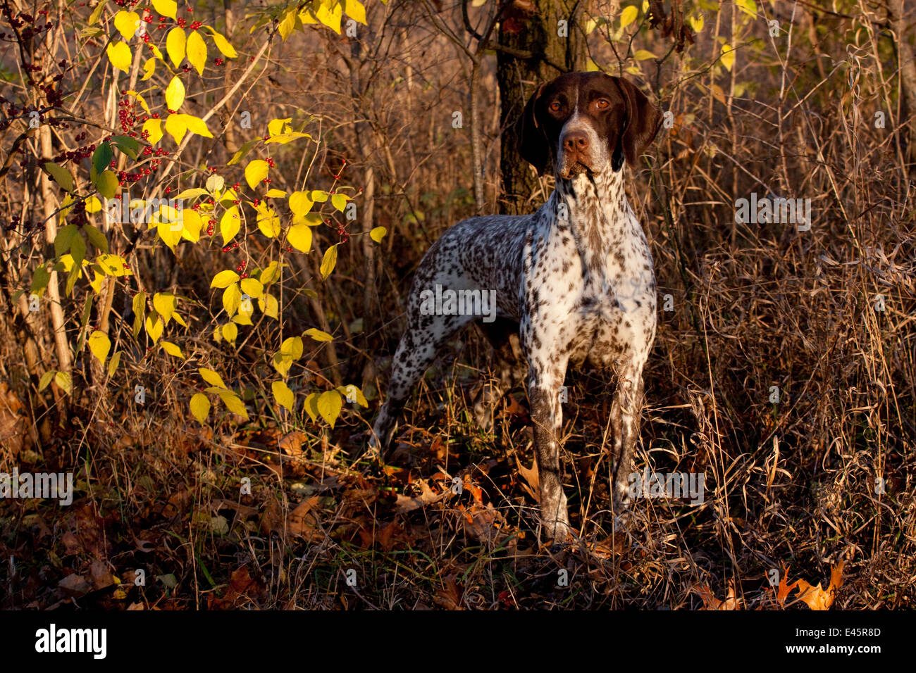 Portrait of German Shorthair Pointer in woodland, Illinois, USA Stock ...
