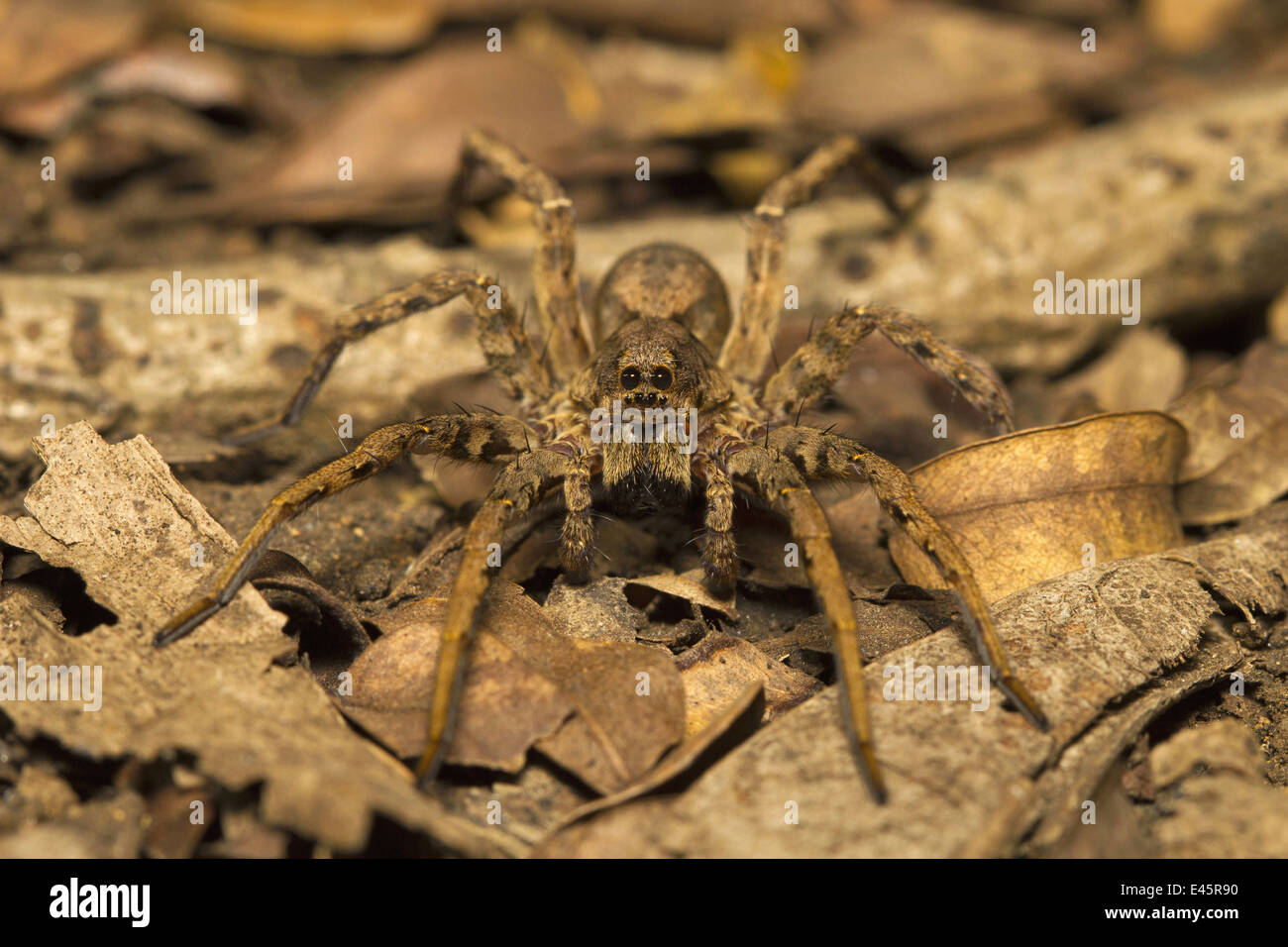 Lycosa tarantula hi-res stock photography and images - Alamy