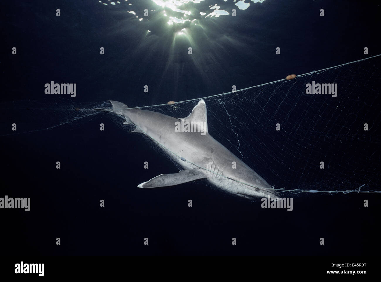 Dead Whitetip Reef shark (Triaenodon obesus) hanging in commercial ...